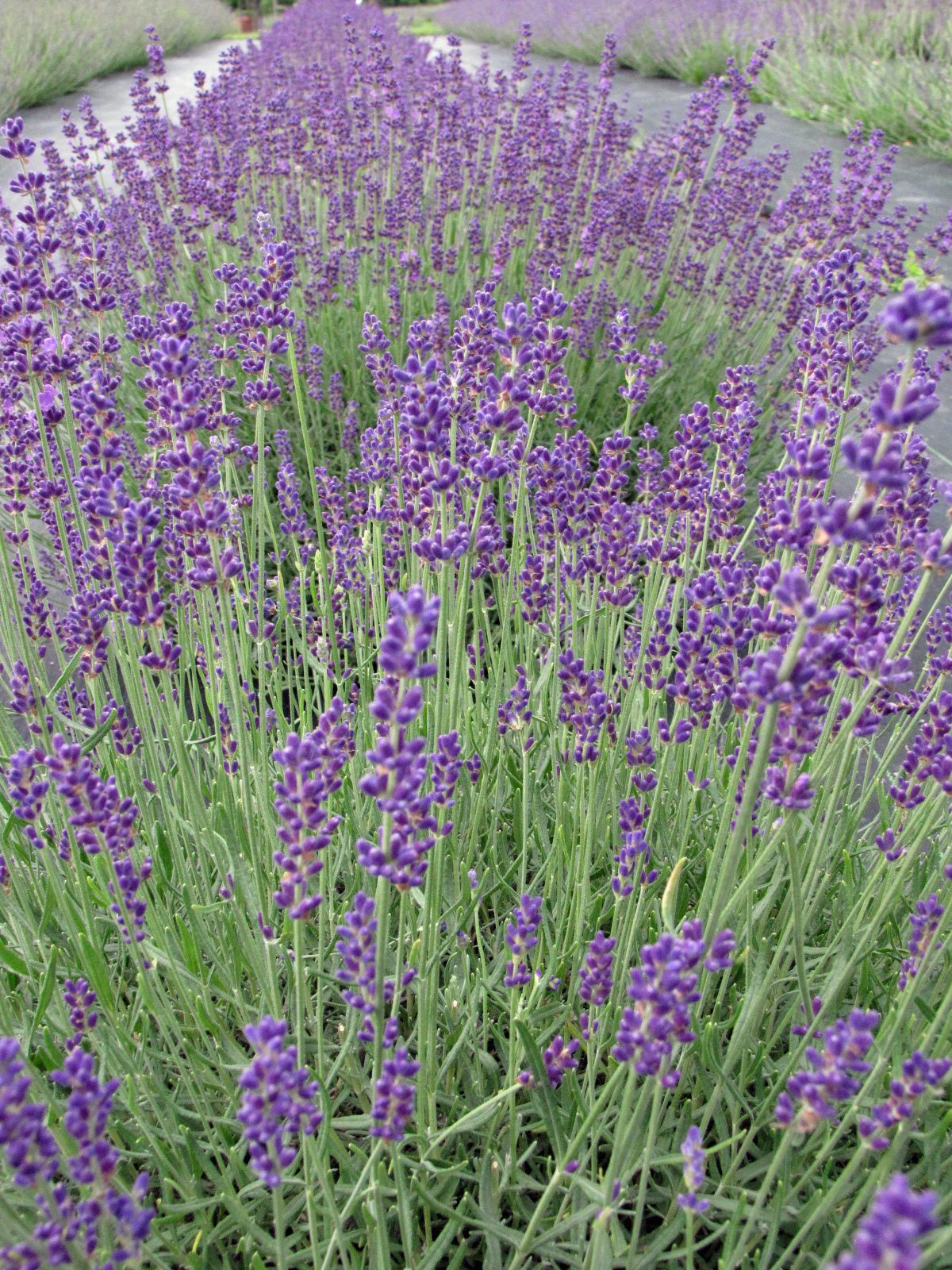 Lockwood Lavender Farm: The Lavender is in full bloom...perfect day to ...