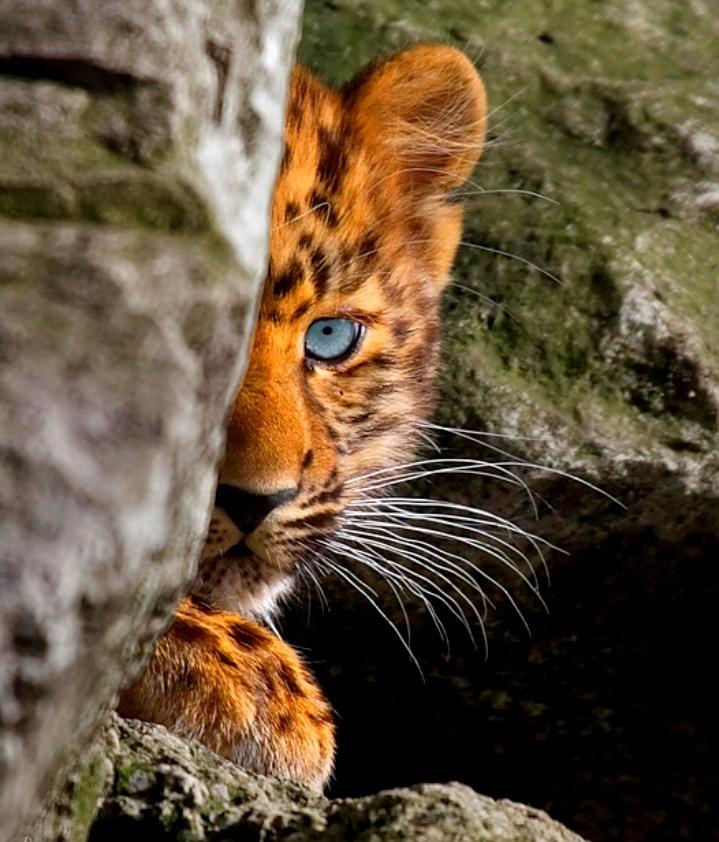 BEAUTY OF WILDLIFE: Amazing Big Cats Family For Fun OF The Day