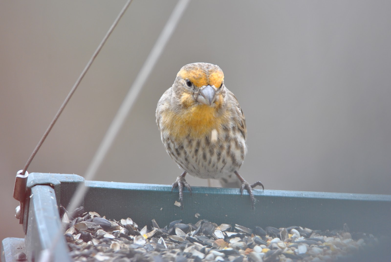 Recent Sightings: Orange Variant House Finch