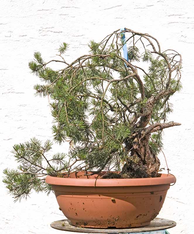 Walter Pall Bonsai Adventures: Scots pine #19