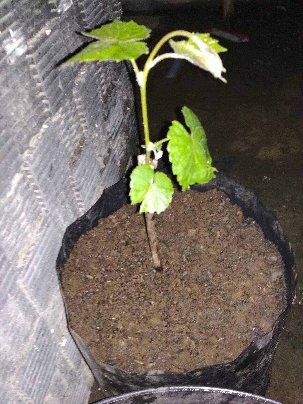 Tanaman Anggur rootstok Kober 5BB - pohon anggur