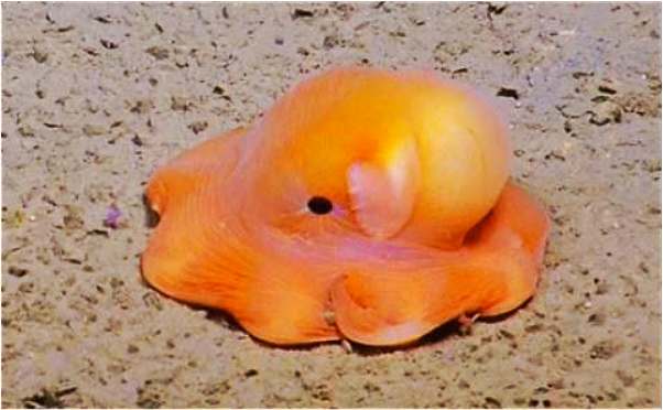 Unique Facts And Information: Dumbo octopuses - weird and Creepy