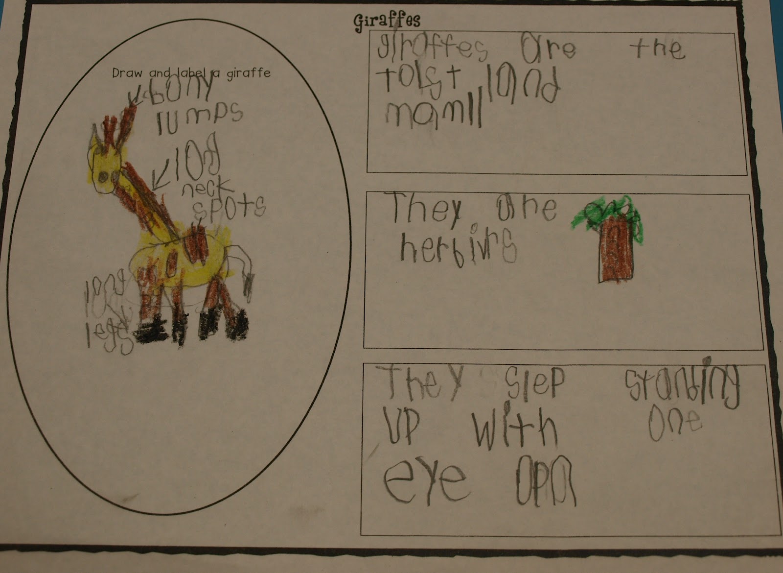 Zoo unit Day 1 Giraffes - Mrs. Jump's Class