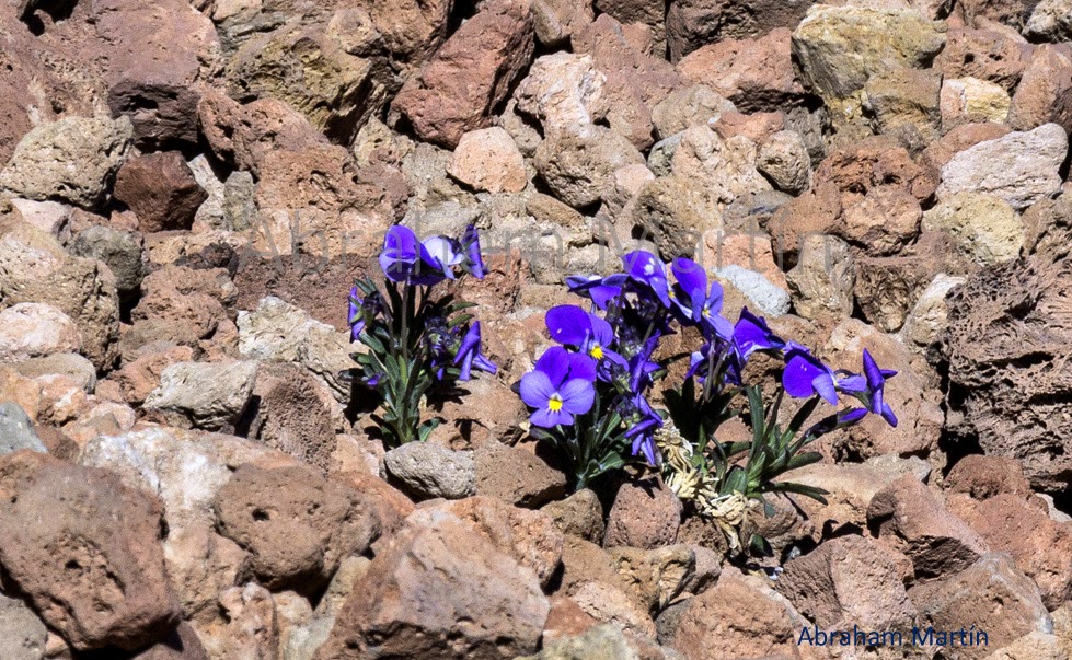 TENERIFE EN IMÁGENES: VIOLETA DEL TEIDE EN FLOR (MAYO, 2015)