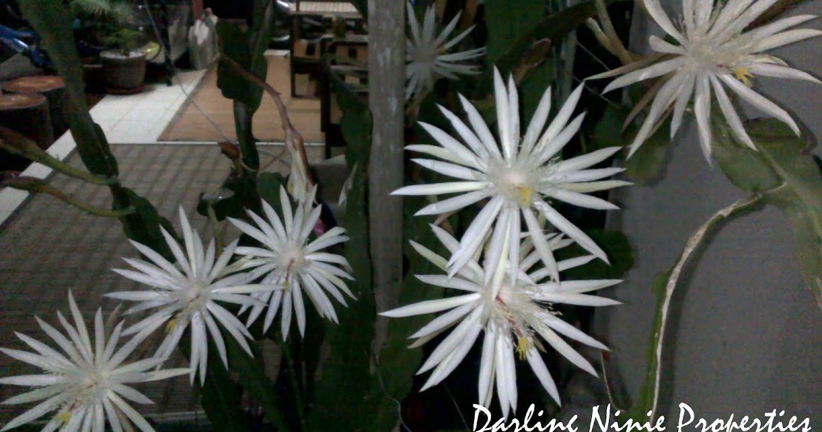 Bunga Bakawali (Blooming Night) | ♥ Darling Ninie Family Stories