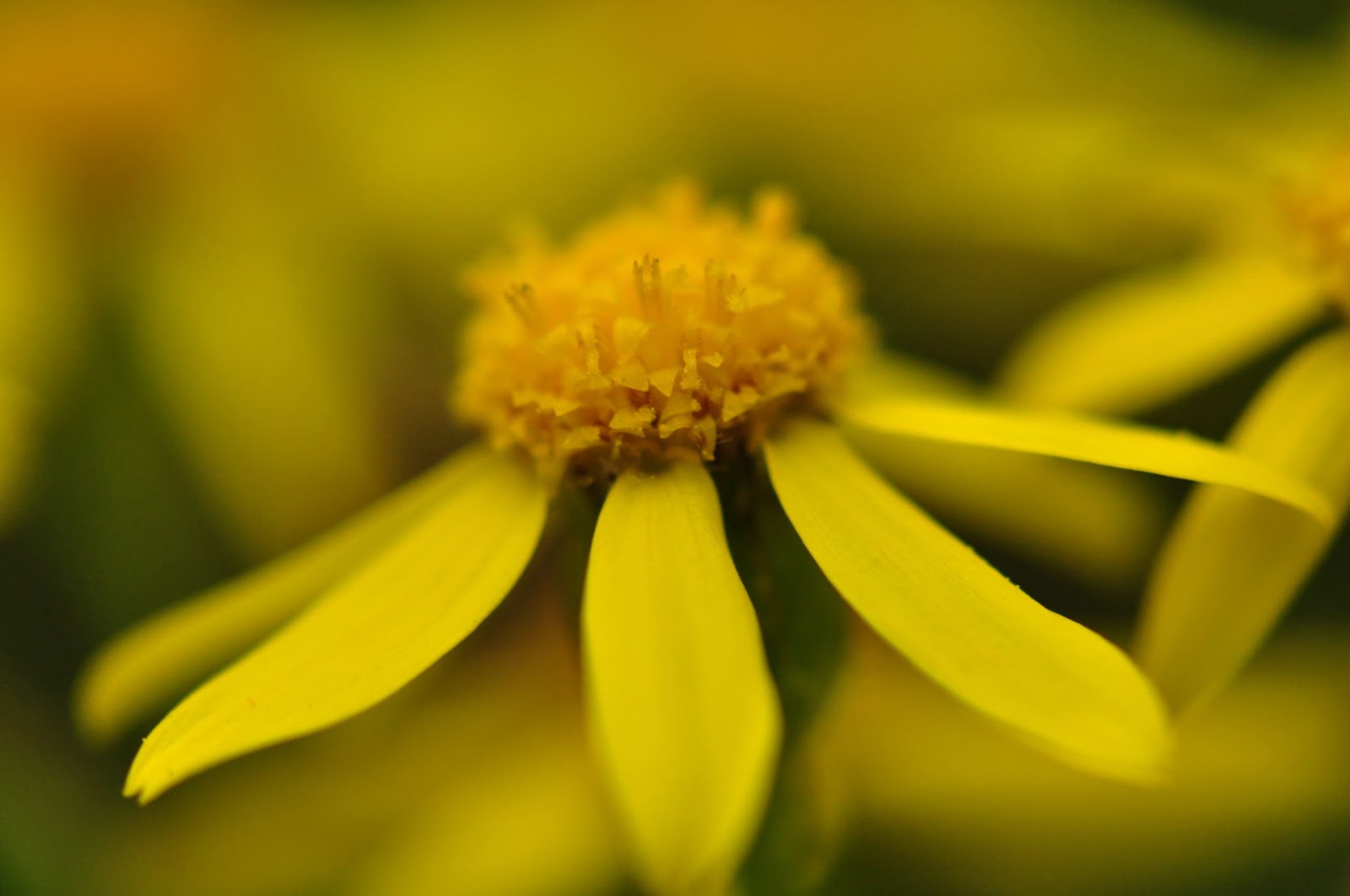 Discover West Virginia: Spring Wildflowers of the New River Gorge: The ...