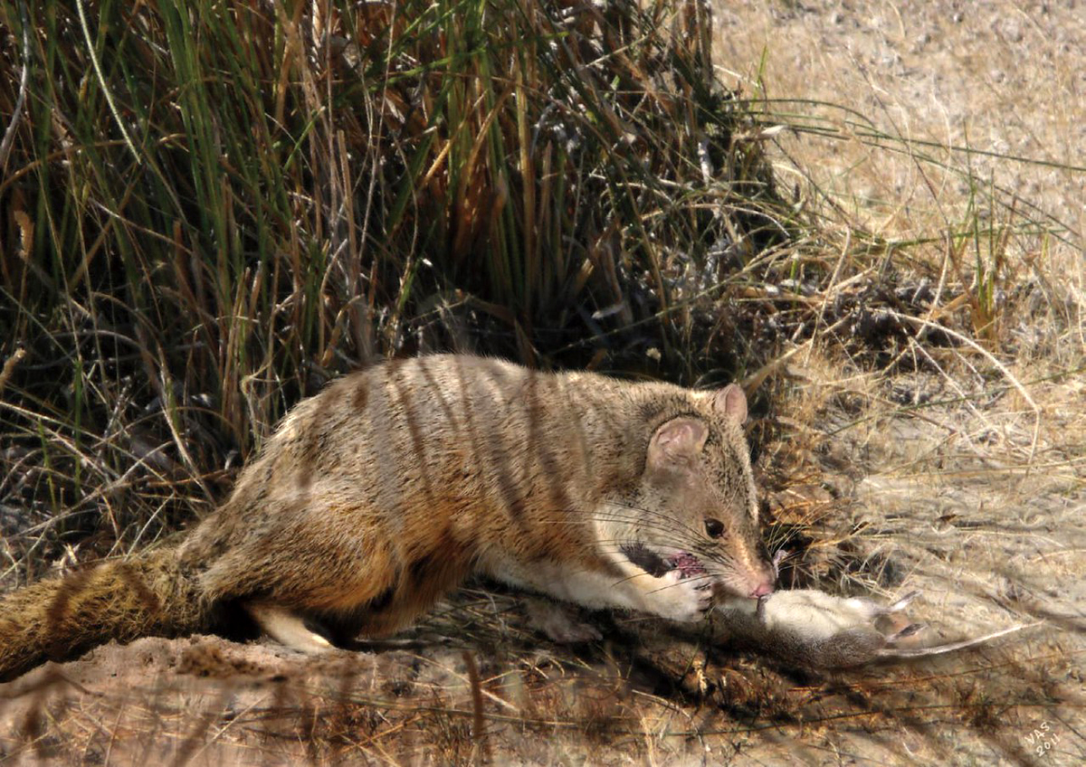 The Magic cafe: Исчезнувшая Южная Америка Велизара Симеоновски. Часть ...