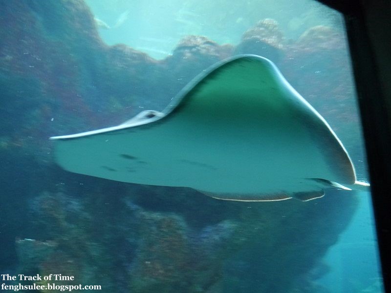 New England Aquarium - Giant Ocean Tank | The Track of Time