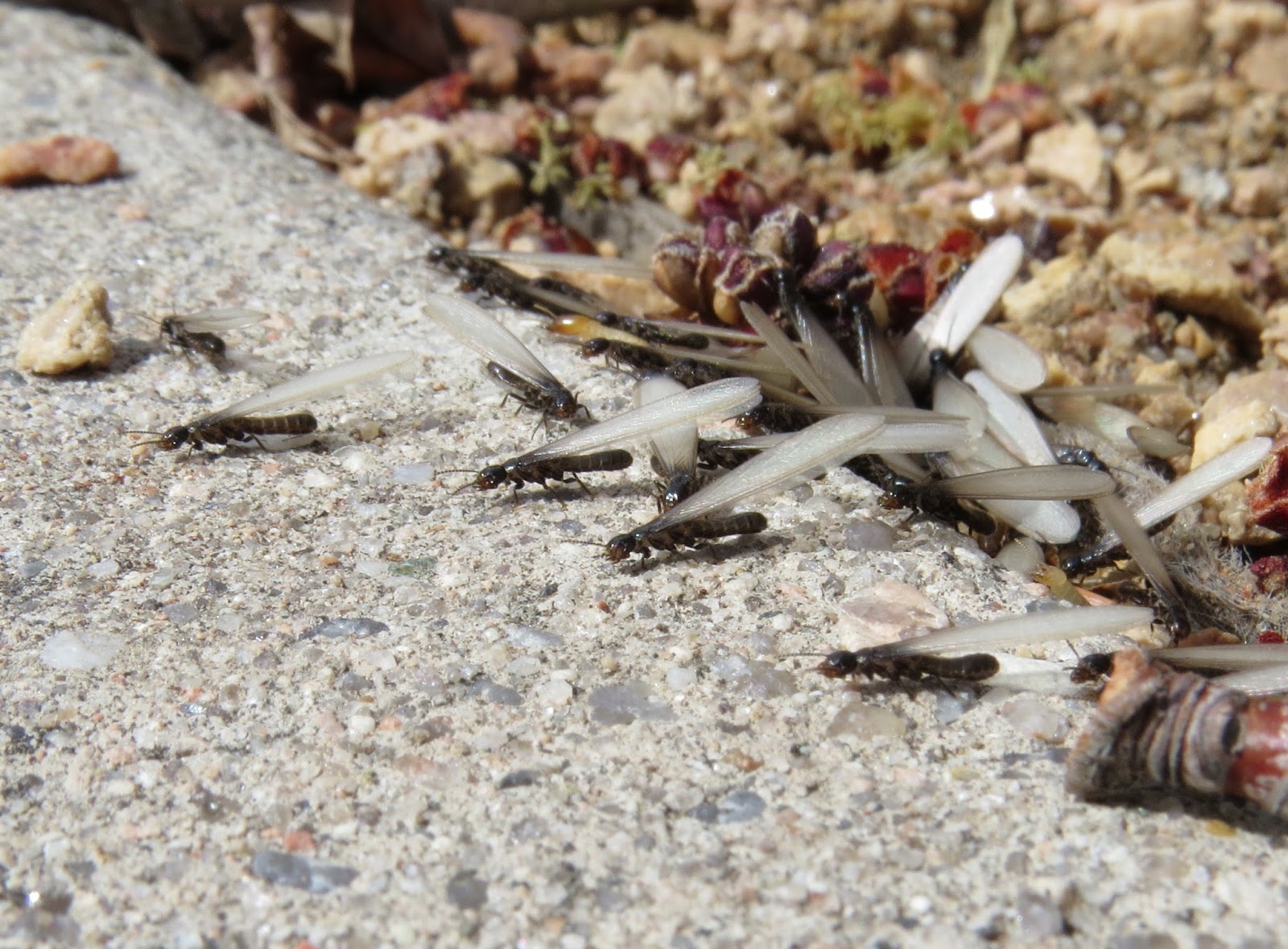 Bug Eric: Predator and Prey: Ants versus Termites