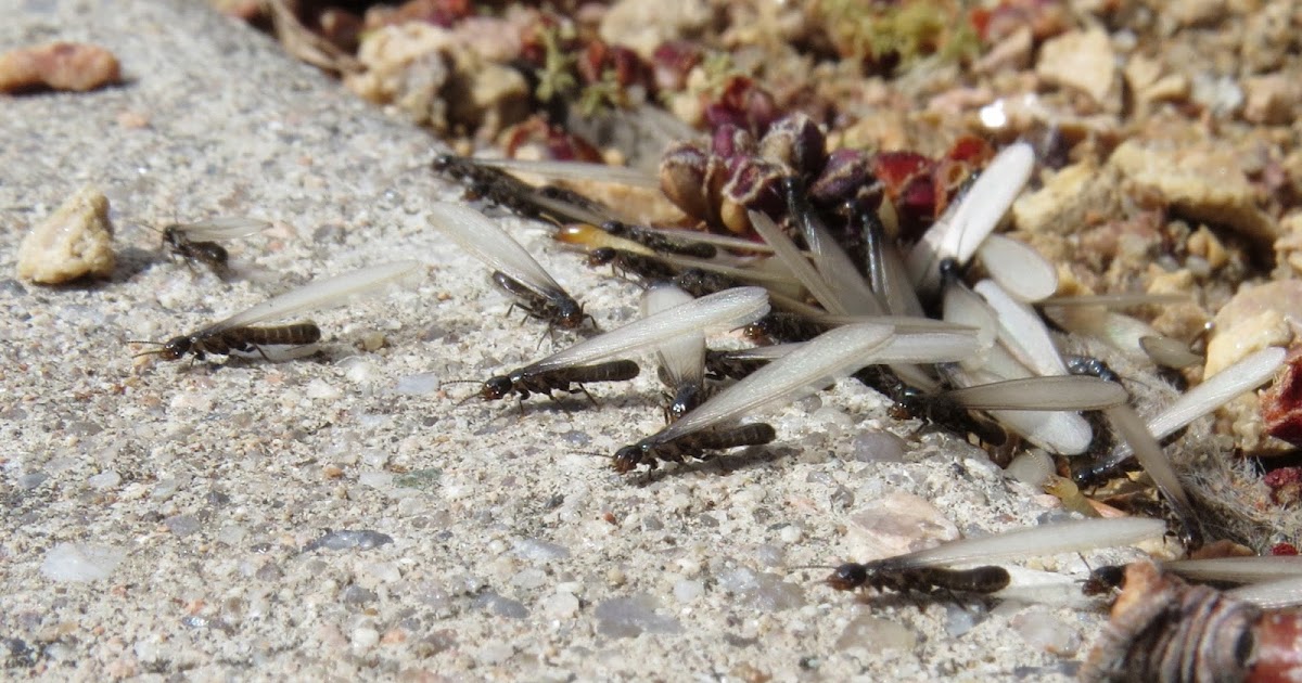 Bug Eric: Predator and Prey: Ants versus Termites