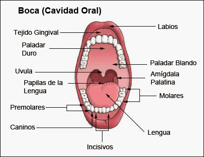 EPITELIO DE CAVIDAD ORAL.
