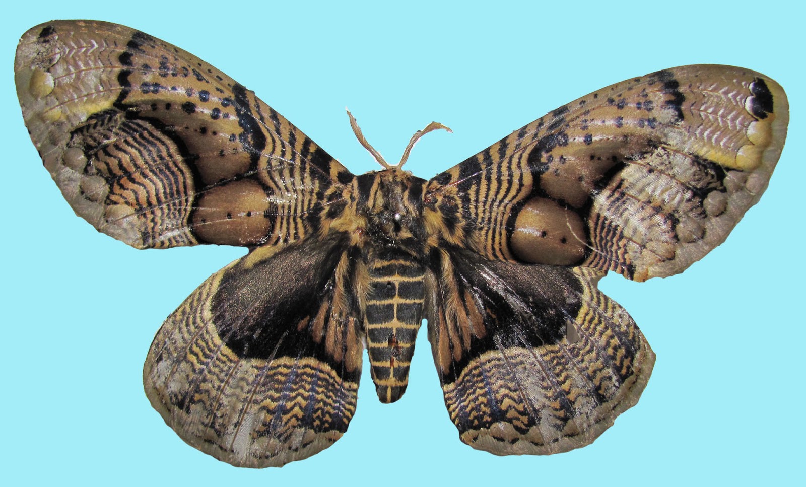 Moths of Bhutan: Brahmin moths (Family: Brahmaeidae)