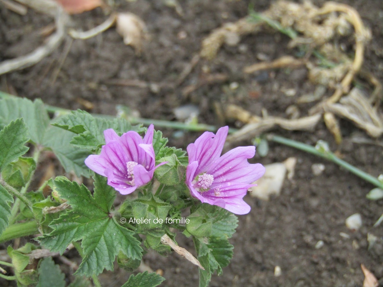 Buruieni pe care bunica le tolerează în grădină ~ Atelier de familie