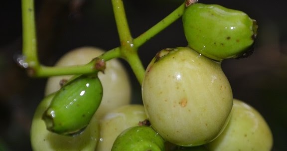 Duwet Putih Tanaman Unik dan Eksotis Cocok Untuk Penghias Pekarangan ...