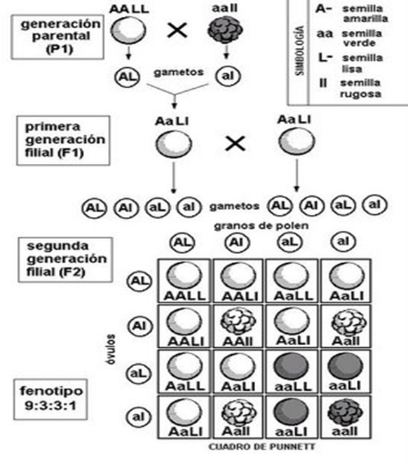 Noveno moralba: CRUCE DIHIBRIDO
