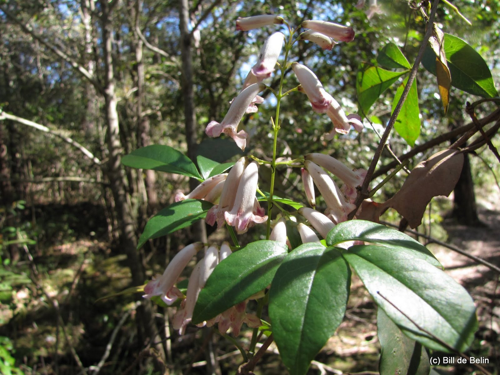 Sydney's Wildflowers and Native Plants: Pandorea pandorana - Wonga ...