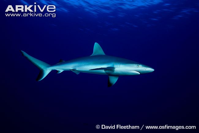 Biology of Animals: Scoliodon sp. (shark/dogfish)
