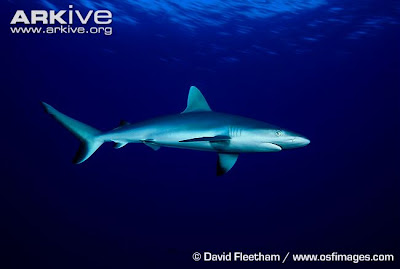 Biology of Animals: Scoliodon sp. (shark/dogfish)