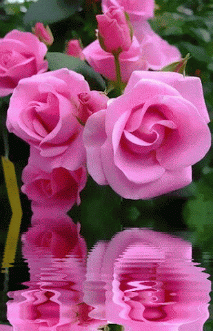 Decent Image Scraps: Animated Roses