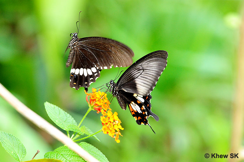 Butterflies of Singapore: Butterfly Courtship Rituals