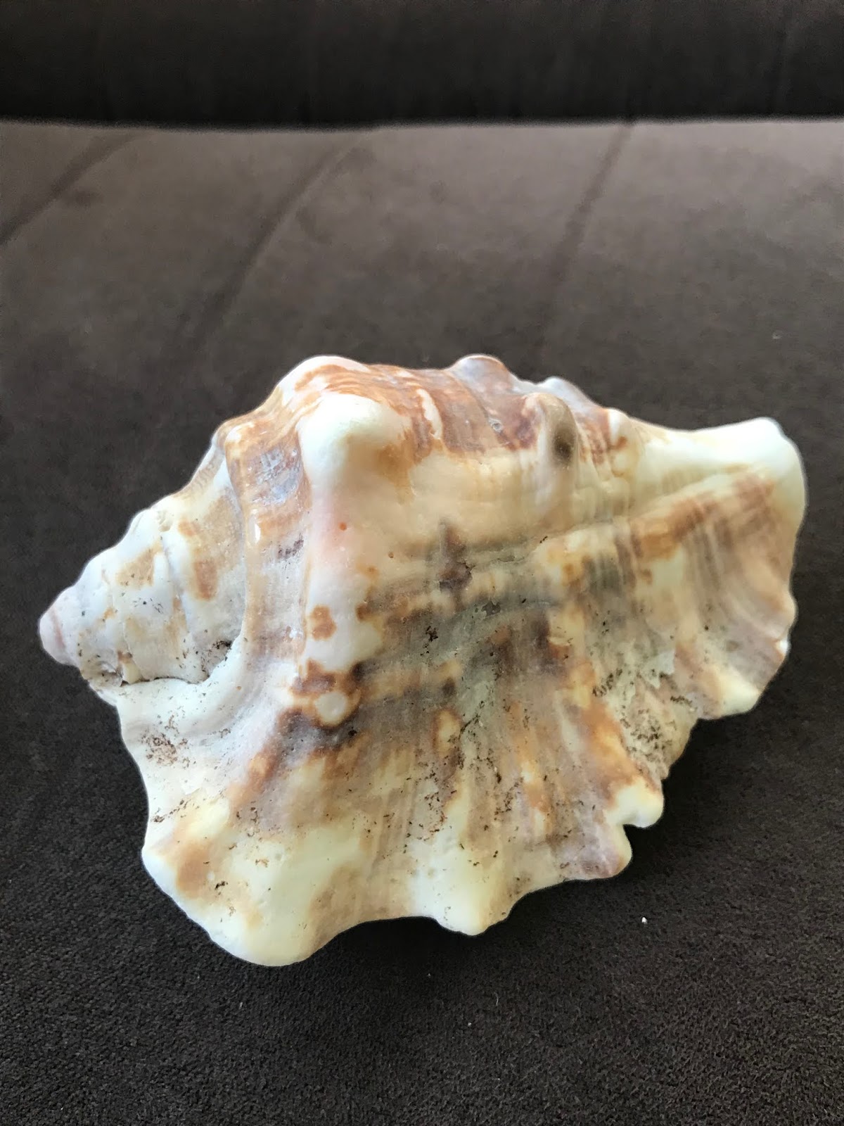 Palmers in Tonga: Seashells