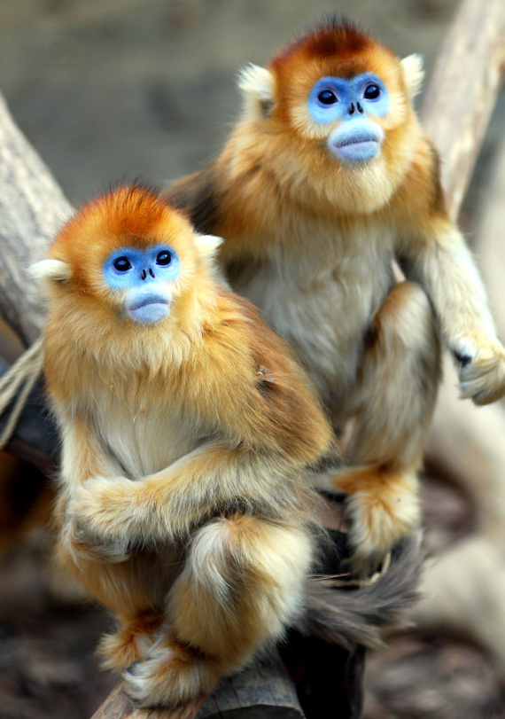 Golden monkey... - cuteanimalsworld