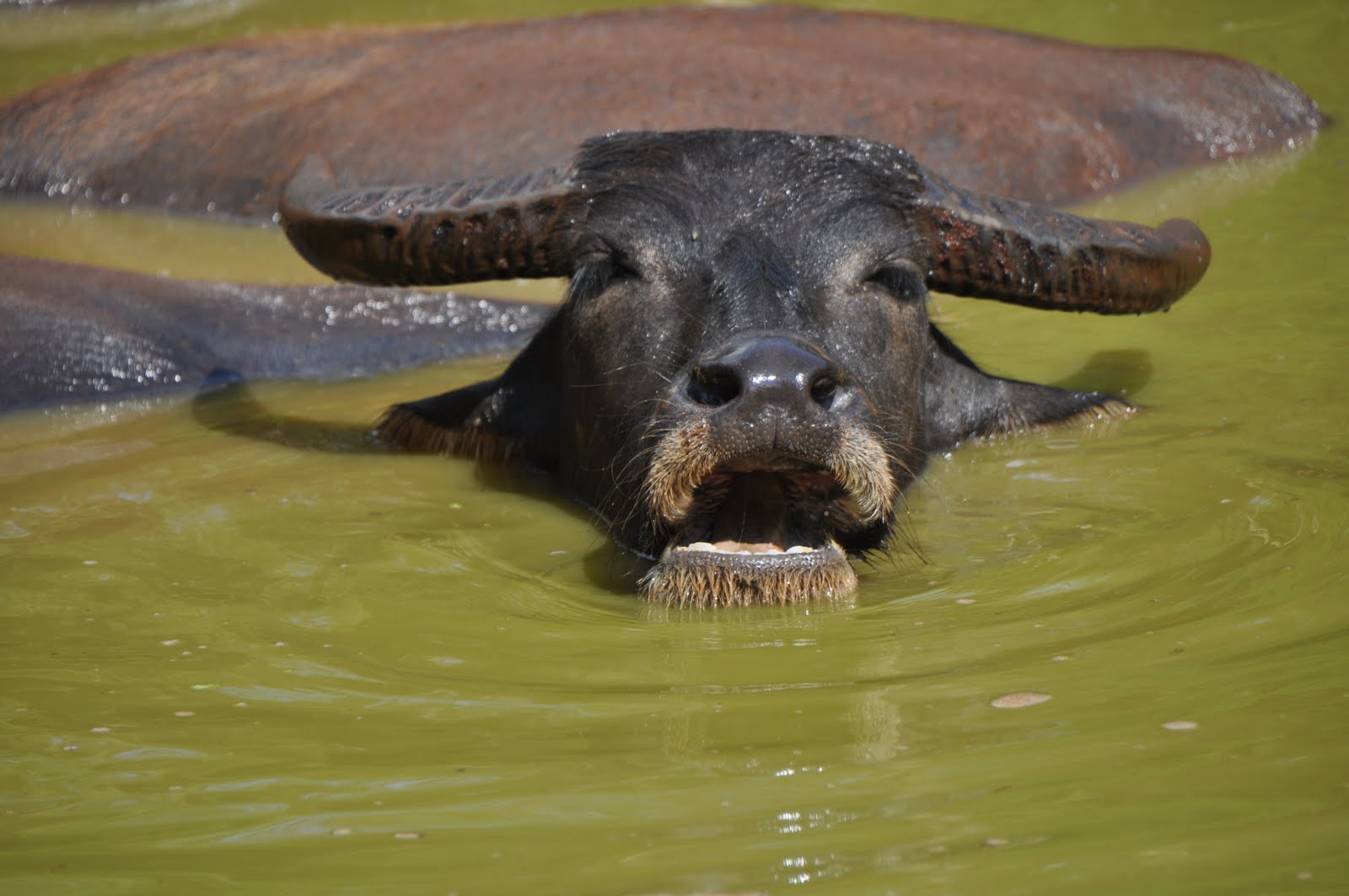 Paul Salvette in Bangkok: Scary Water Buffalo and Other Absurdities