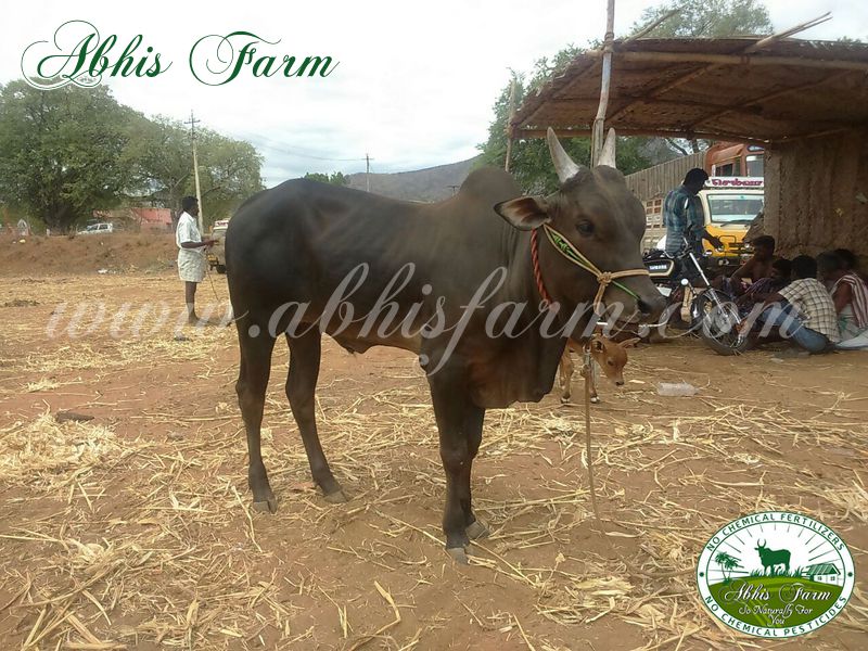 Abhis Farm: New Kari Stud Bull