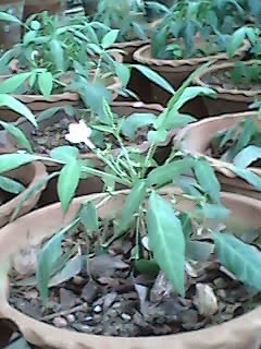 Munronia pinnata (wall) Binkohomba බිං කොහොඹ - Herbal Plants of Asia