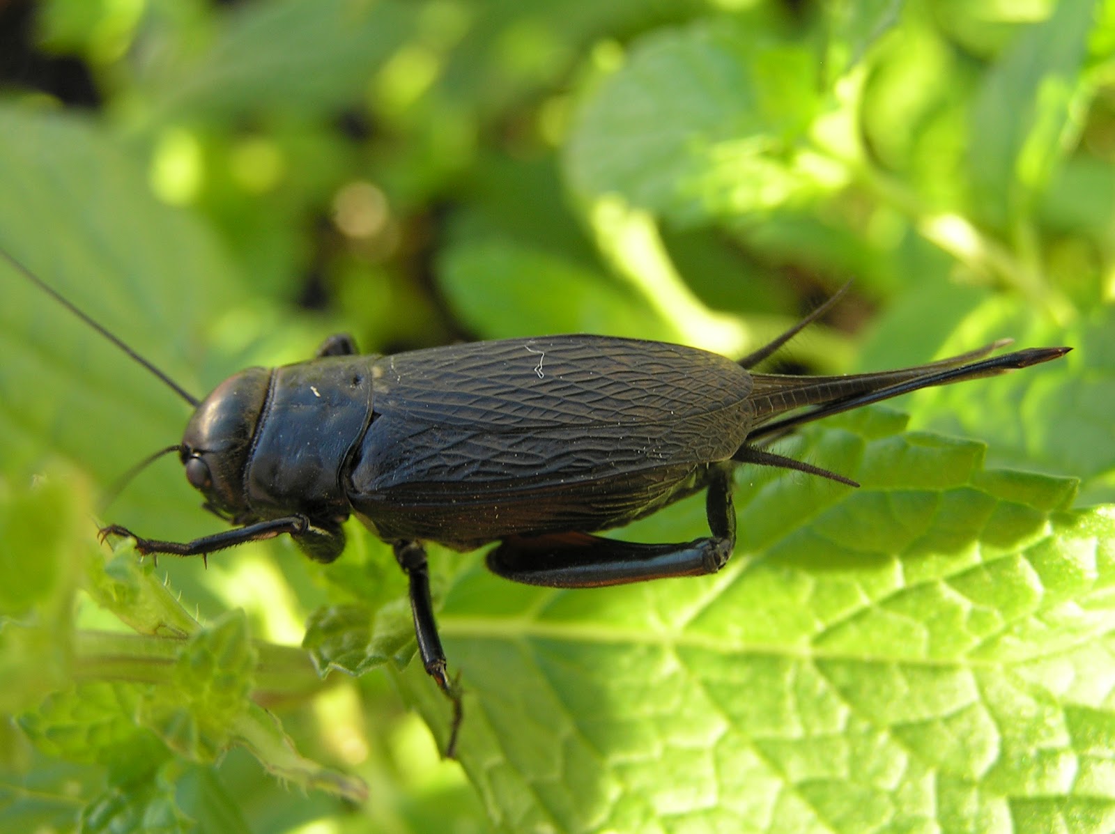 Alma biológica: La canción del verano: grillos