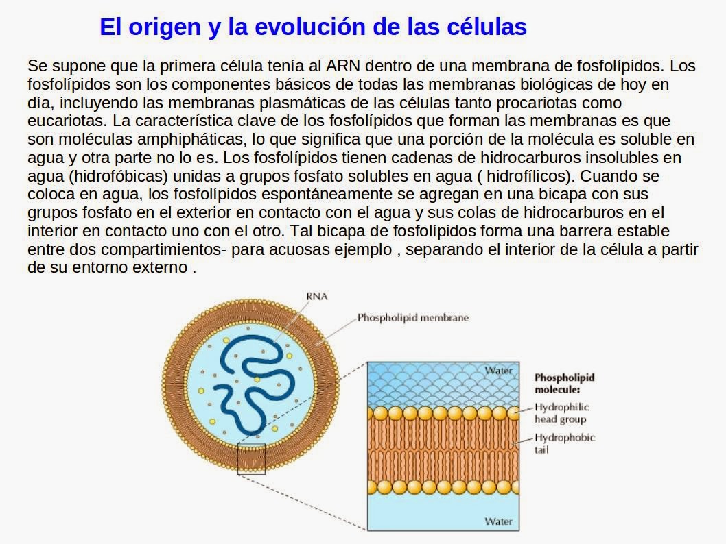Café y Biología: Lección 13 origen y evolución de las células