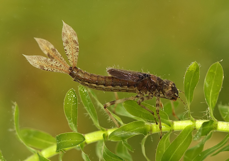 Kent Dragonflies: The Large Red Damselfly Nymph