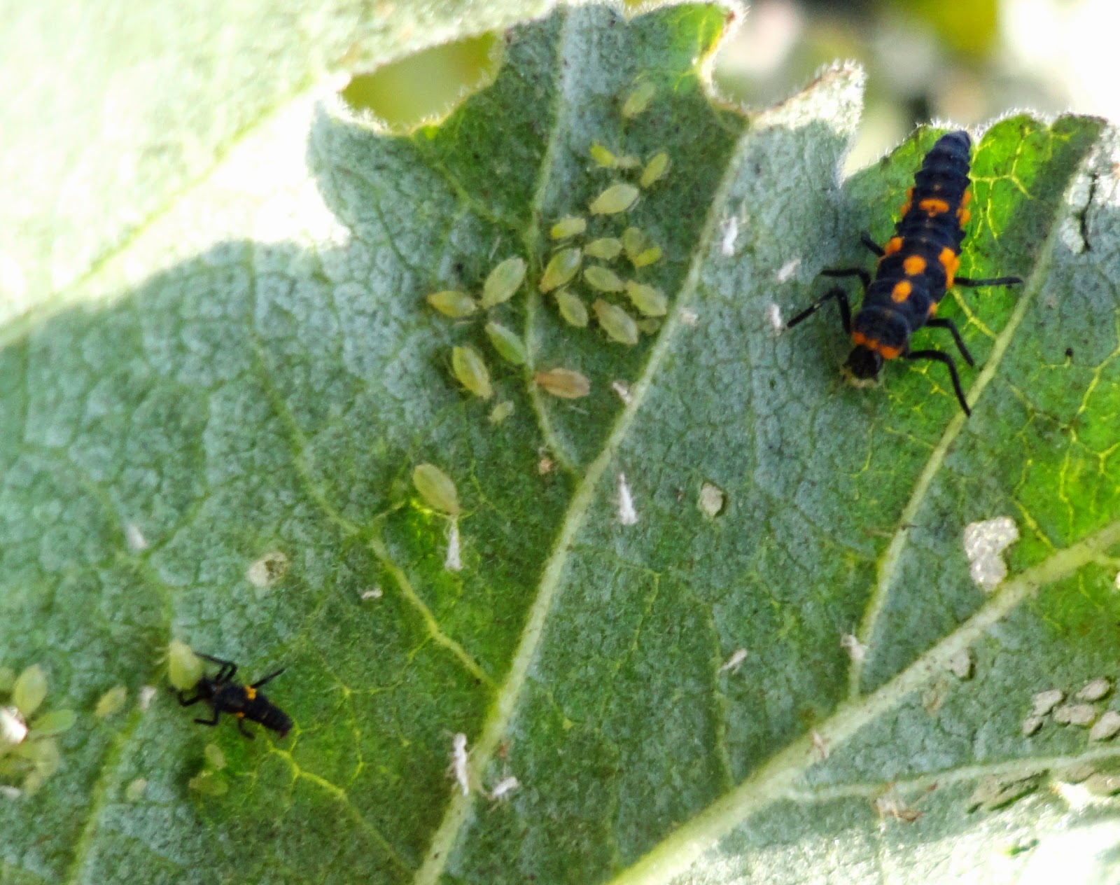 Bichos en Antofagasta: Catitas o Chinitas: Eriopis connexa chilensis ...