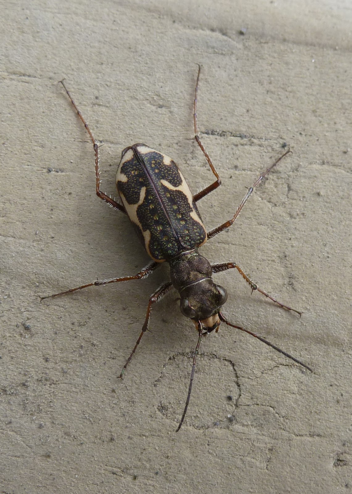 Natural Musings: Insects in New Zealand