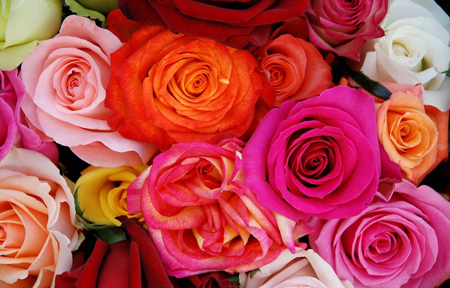 Andean Arabian Flowers: September 2011