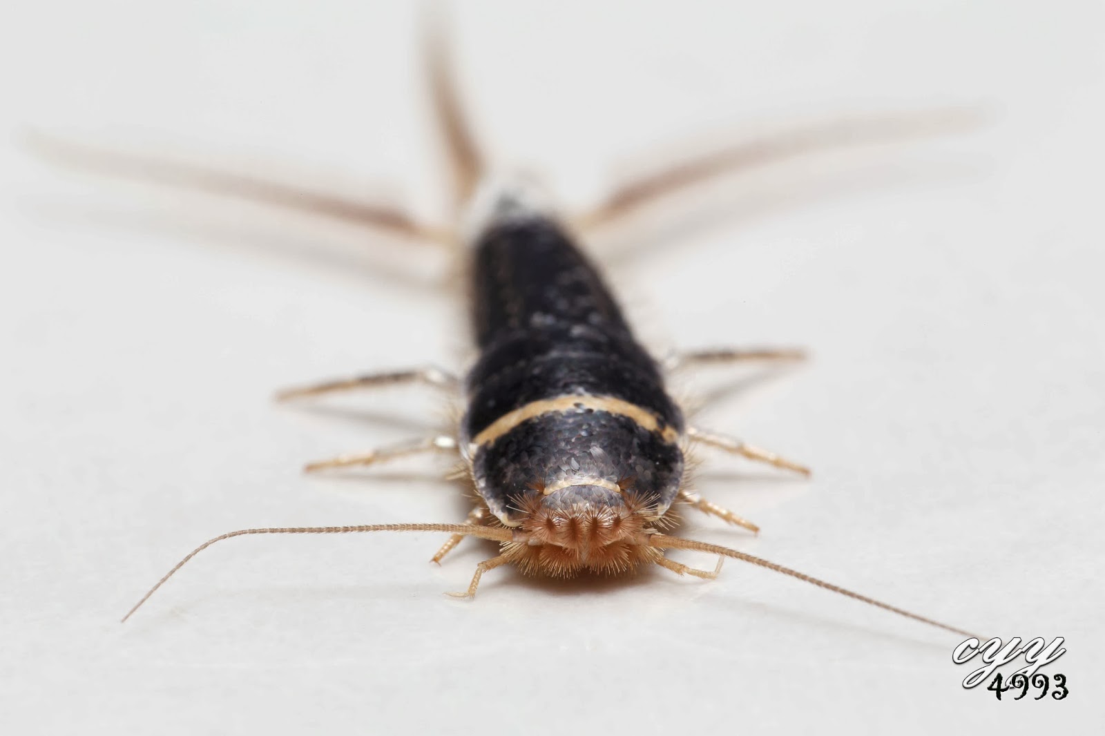 cyy4993: Silverfish [Lepismatidae] Lepisma Saccharina 衣鱼
