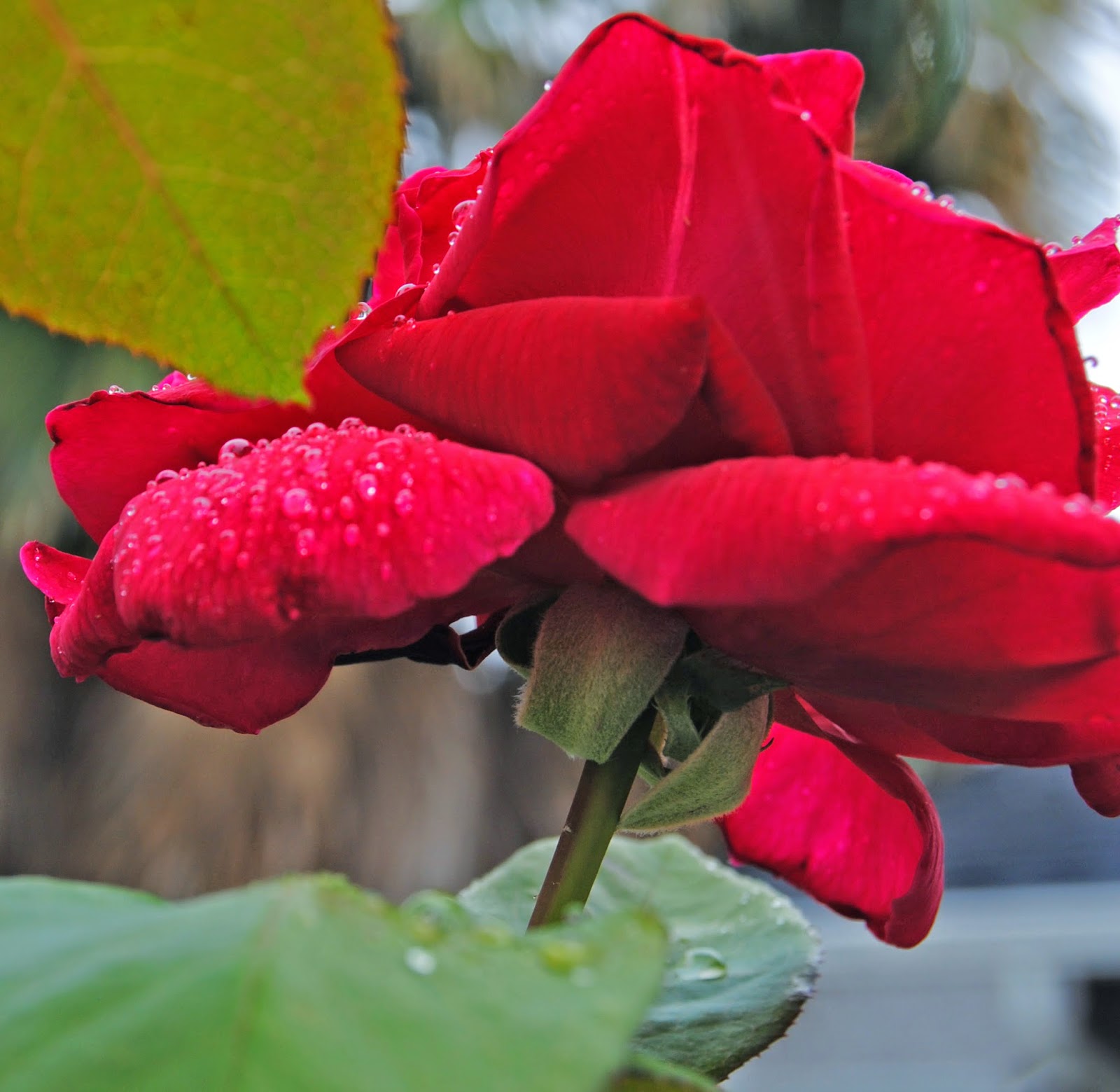 Adventures through Photography: Raindrops on Roses & Whiskers on Kittens