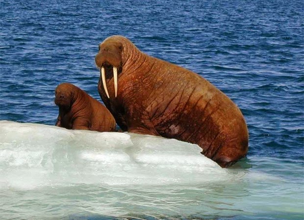 No Mar Profundo: Morsa