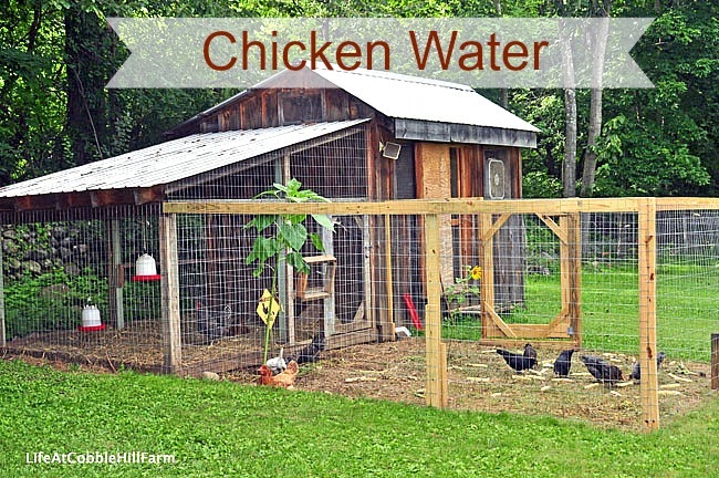 Chicken Keeping: Chicken Water | Life At Cobble Hill Farm
