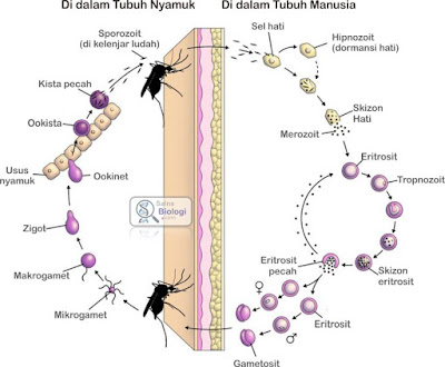 Life is Good ; Note, Experience, and Sharing: Epidemiologi Penyakit ...