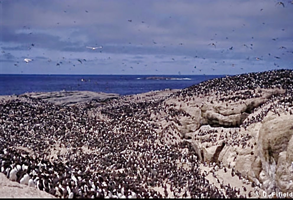 Bev's Nature Blog: The Great Auk