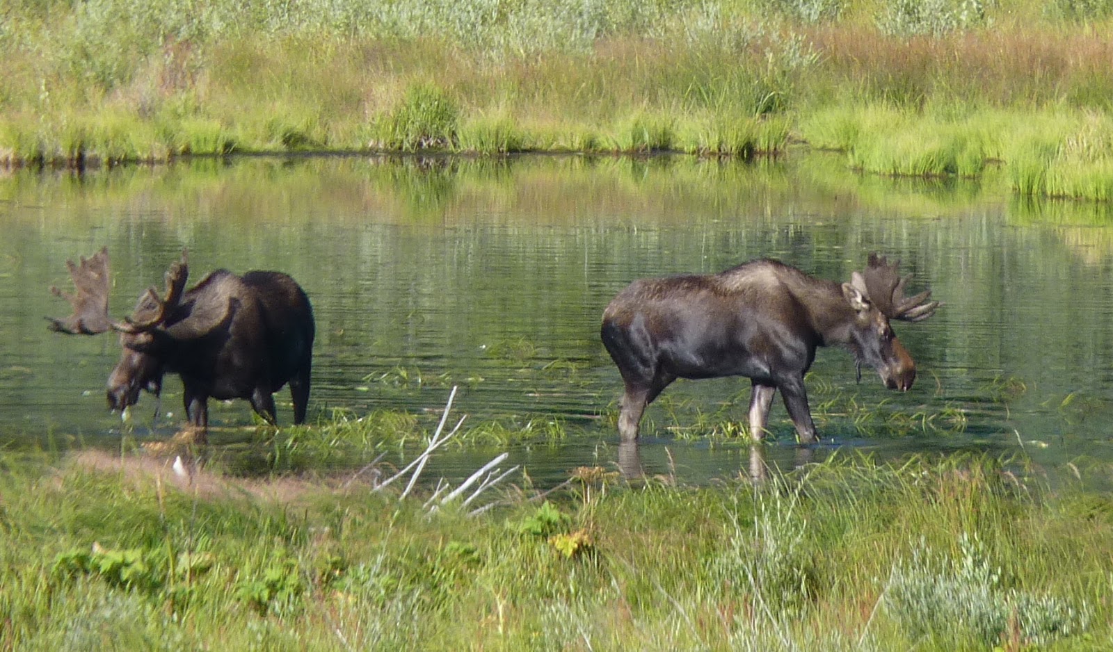 Recursivity: Friday Moose Blogging: Colorado Moose!