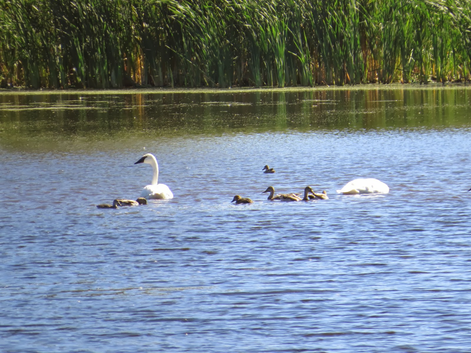 Birding Is Fun!: Warbler Migration's Swan Song