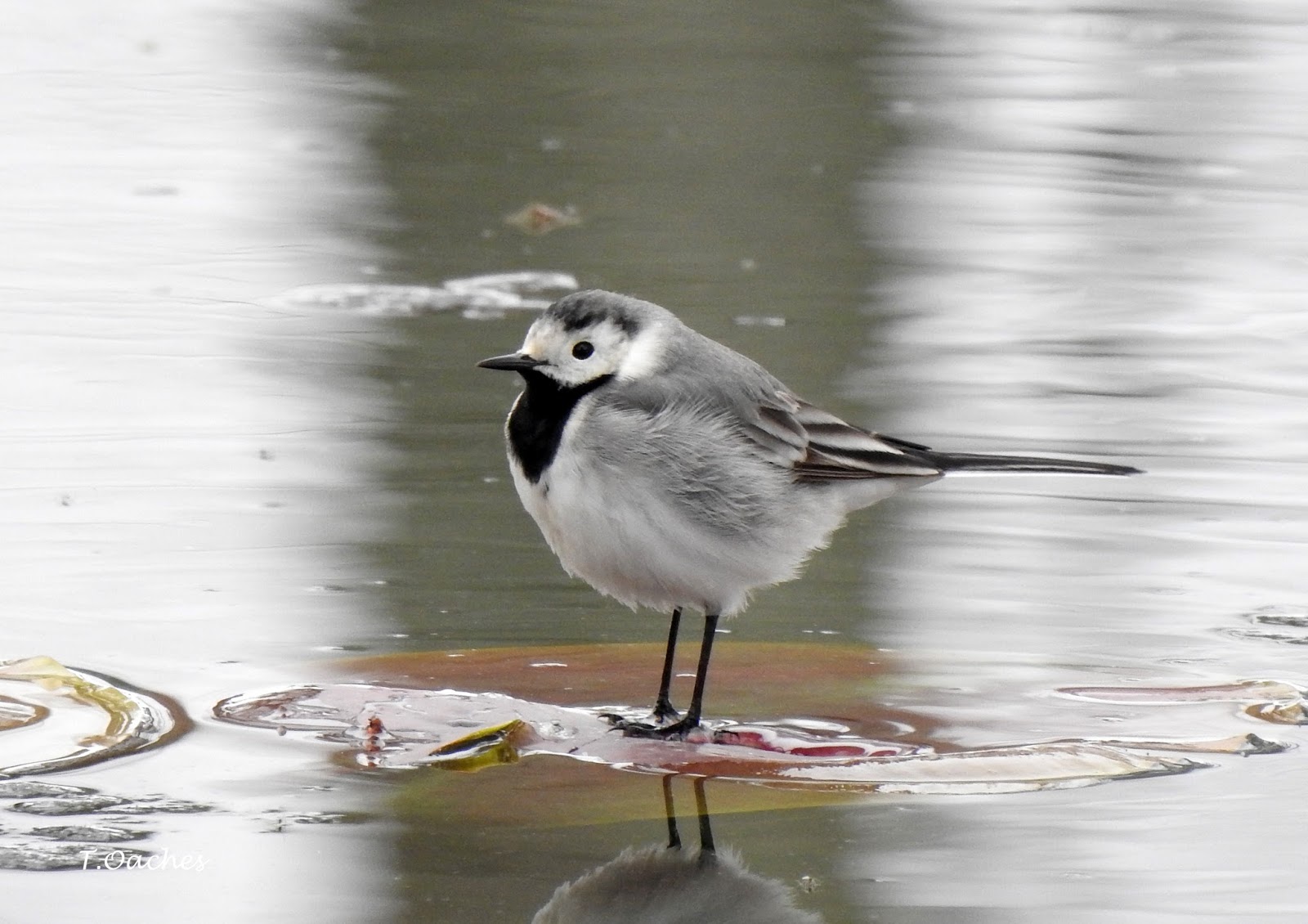 PASARI DIN ROMANIA: CODOBATURA ALBA, Motacilla alba