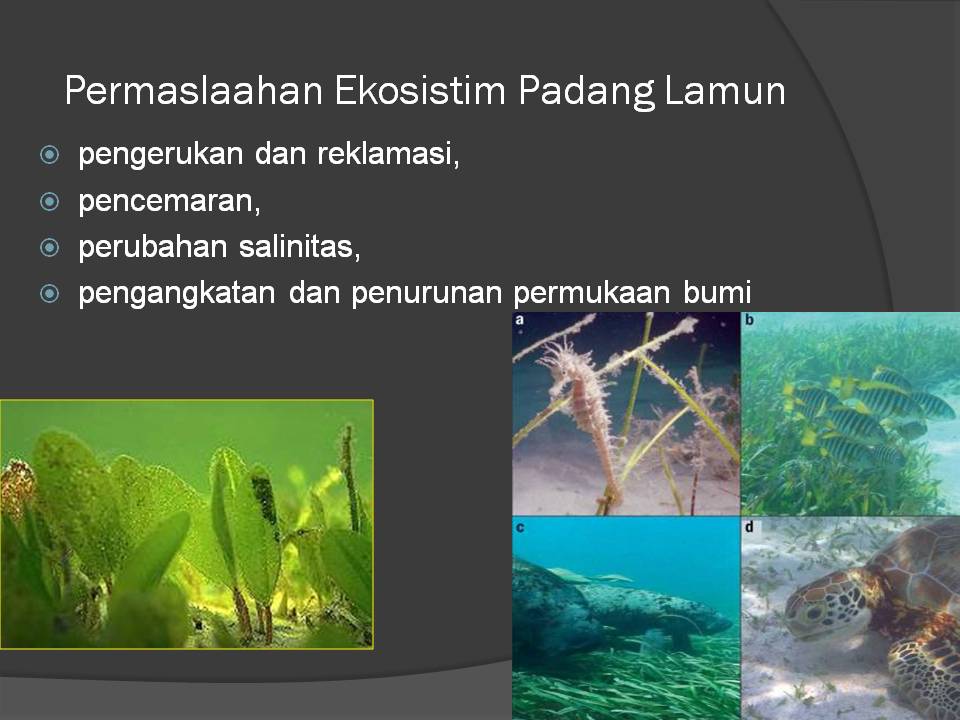 KOMUNITAS PENYULUH PERIKANAN: JENIS-JENIS EKOSISTEM PESISIR DAN LAUT ...