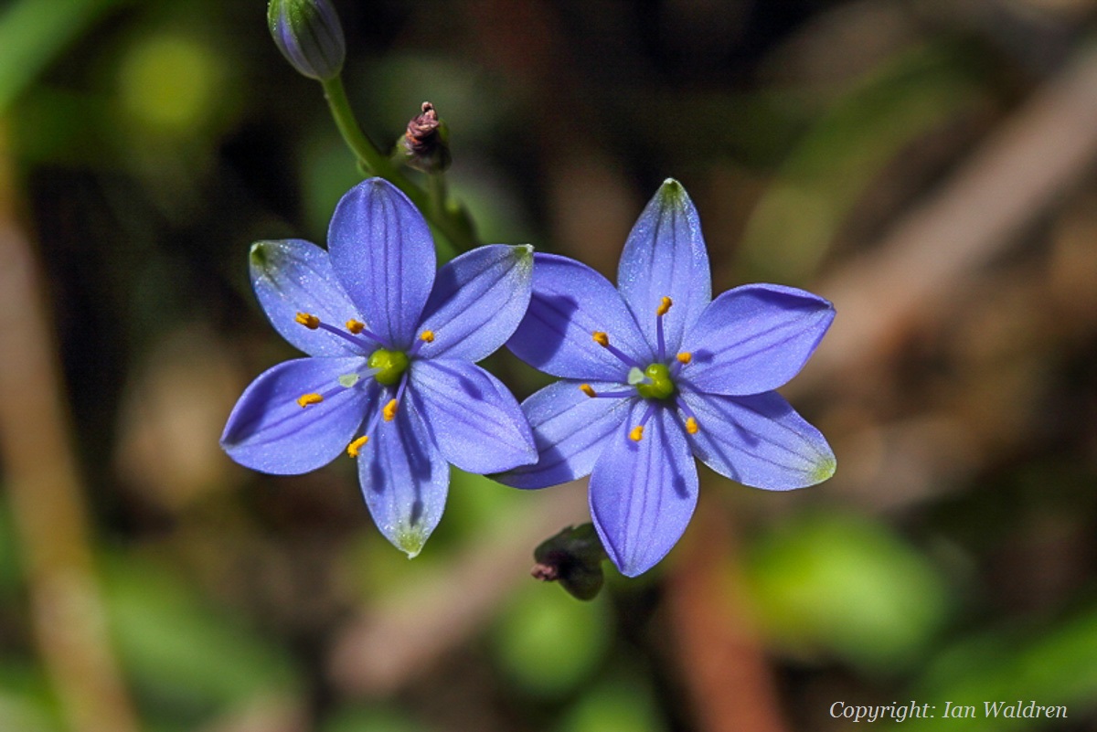 Ian Waldren Nature Photography: Australian Native Flora