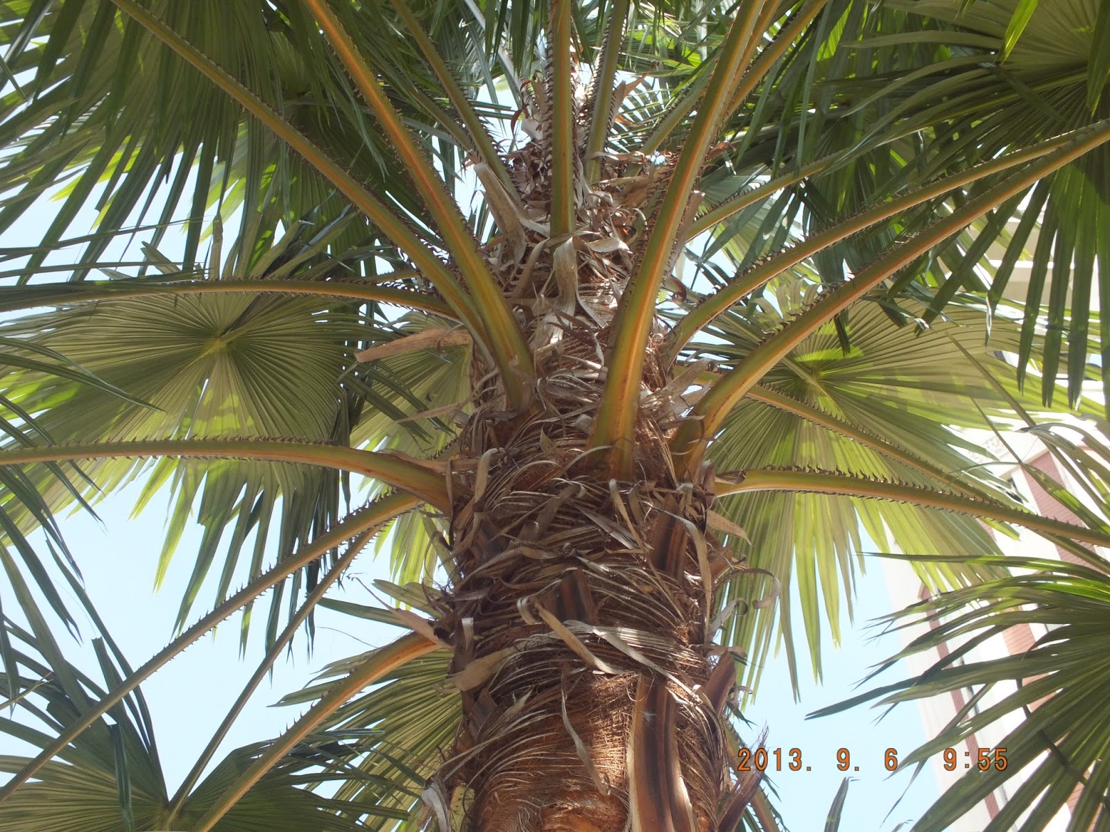 Photography with Dr. Ernie.: native trees: the Anahaw, Levistonia ...