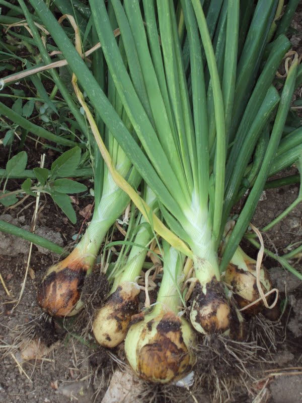 EL HUERTO EN AGOSTO | En torno al huerto.