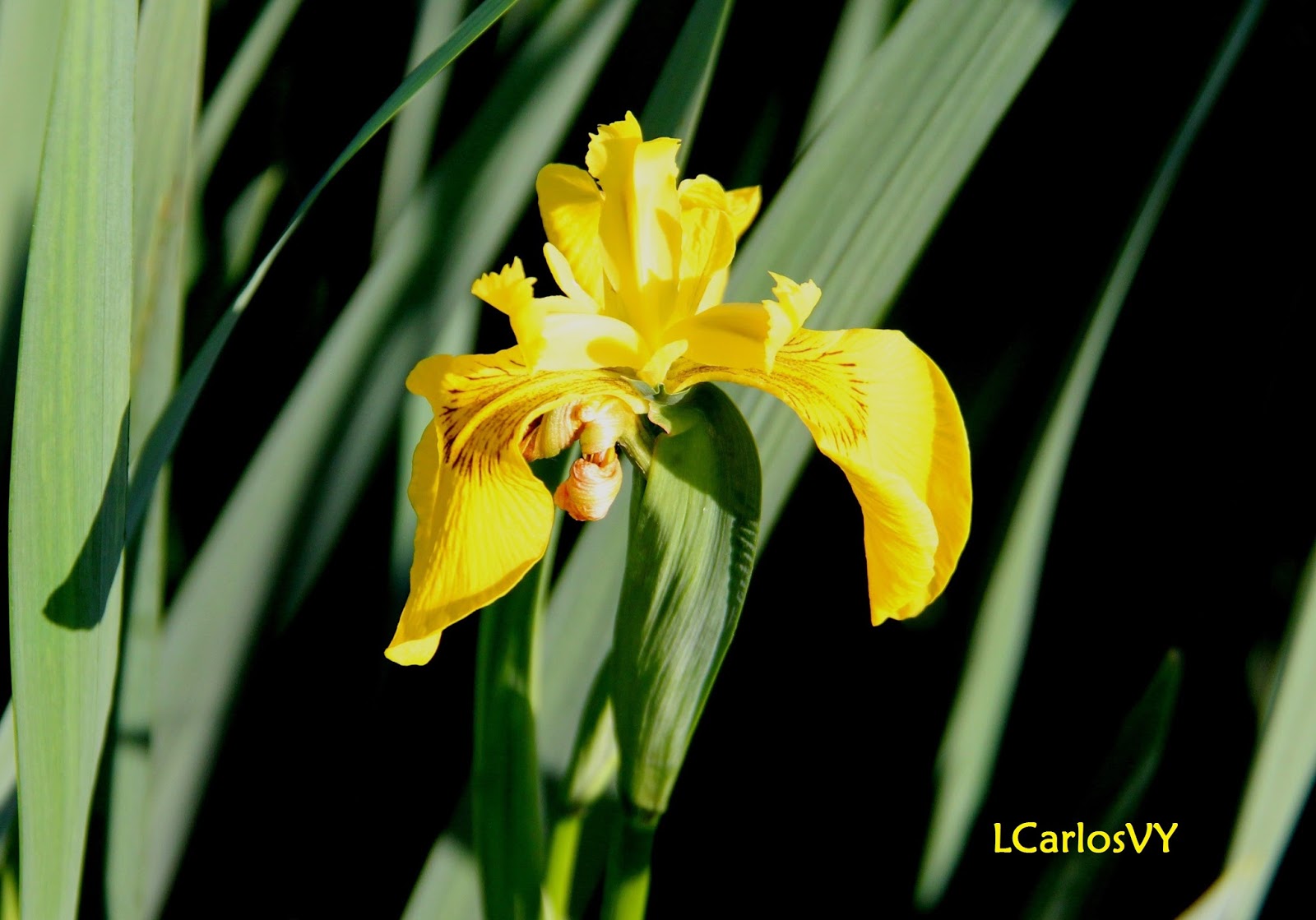 Plantas silvestres de Asturias: Lirio amarillo - Iris pseudacorus