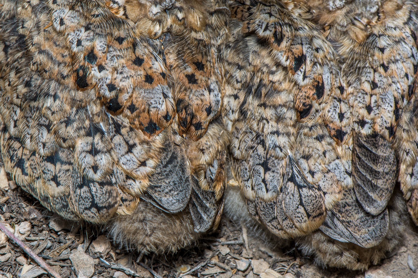 NeoVista Birds and Wildlife: Monitoring a Common Poorwill Nest Site